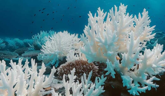 Coral Bleaching Reaches Alert Level 1 – MV+