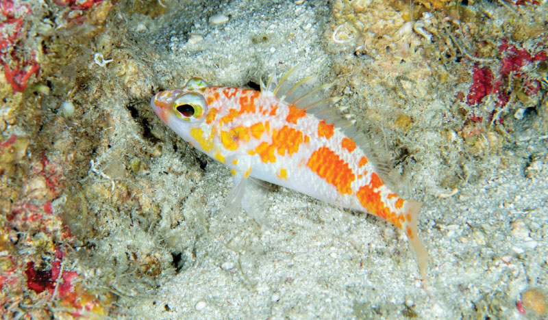 New Fish Species Discovered in the Maldives: Raki Bureki – MV+
