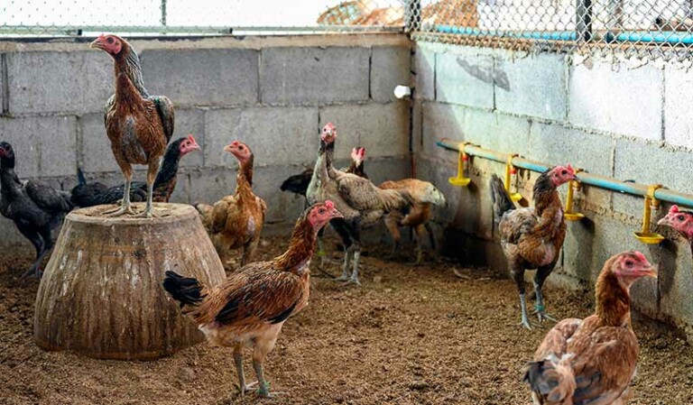 Ministry Partners With Kinolhas Council to Launch Commercial Poultry ...